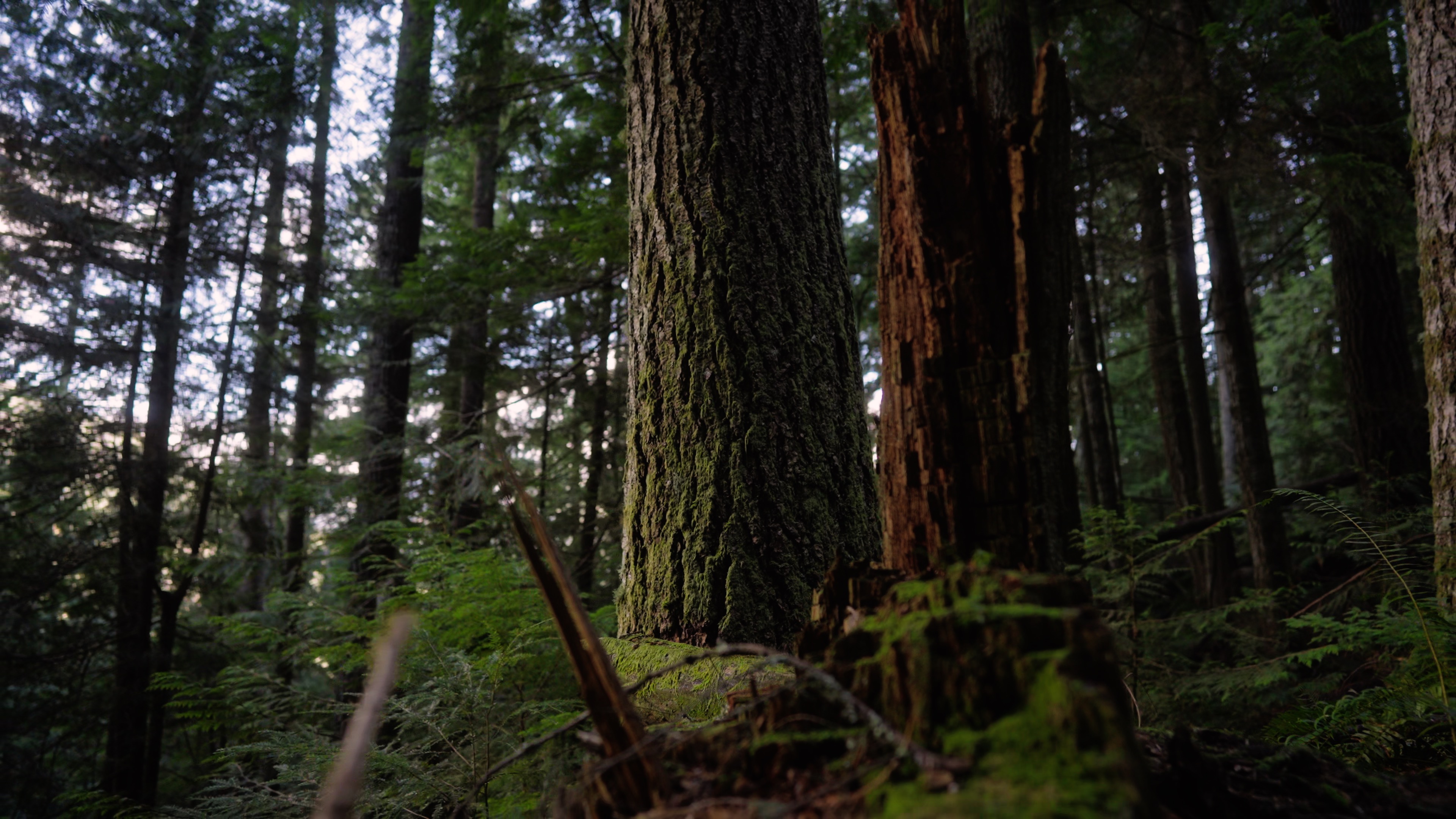 650 acres of largely mature Whatcom Co. forests protected! Thank the ...
