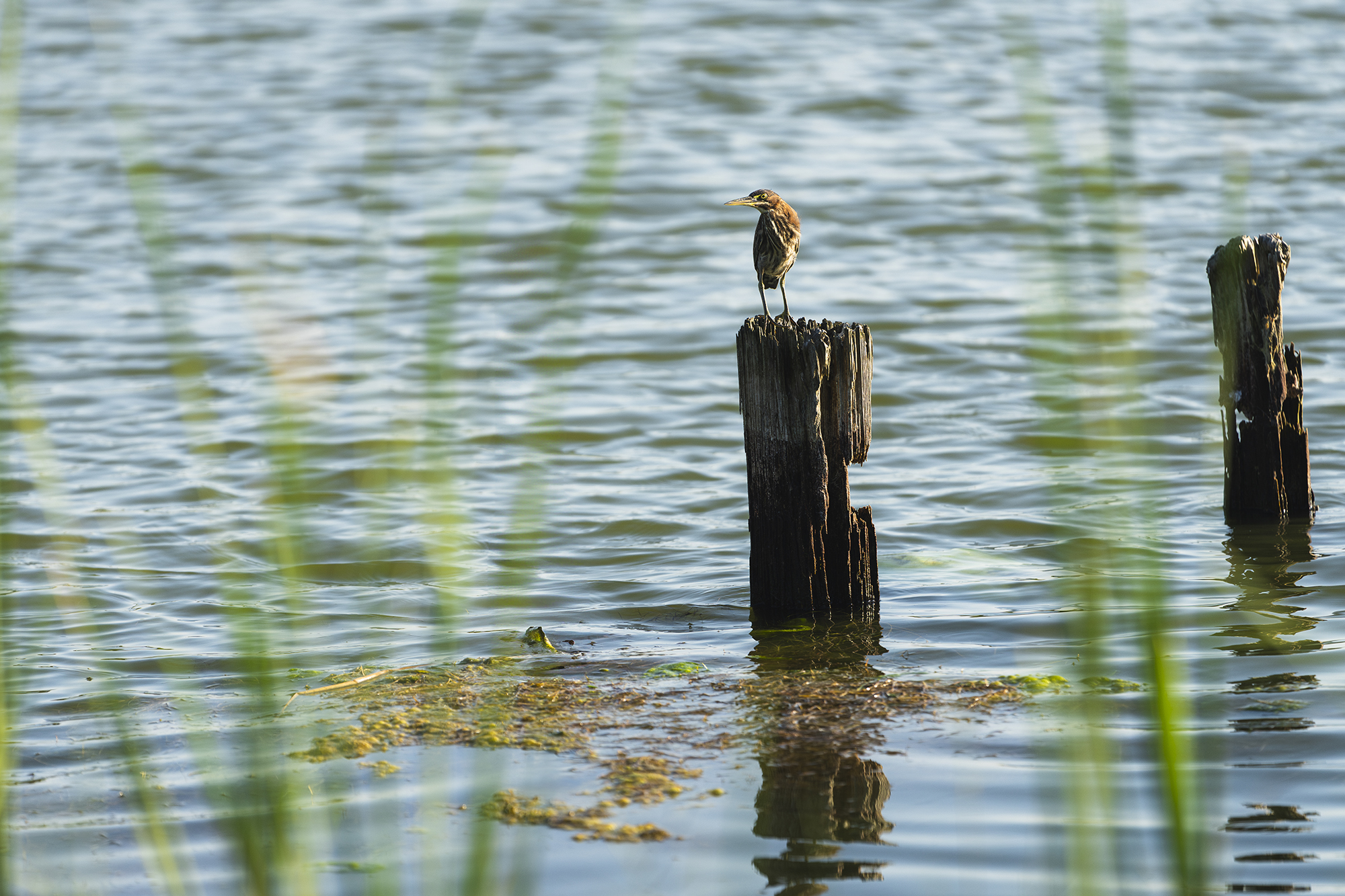 Ask Gov. DeSantis to VETO SB 492 Mitigation Banks